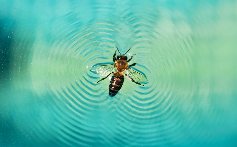 How Do I Keep Bees Away from My Pool? - Backyard Beekeeping